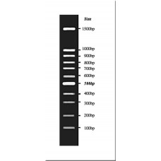 Lamda Bio DNA Ladders and SafeStain